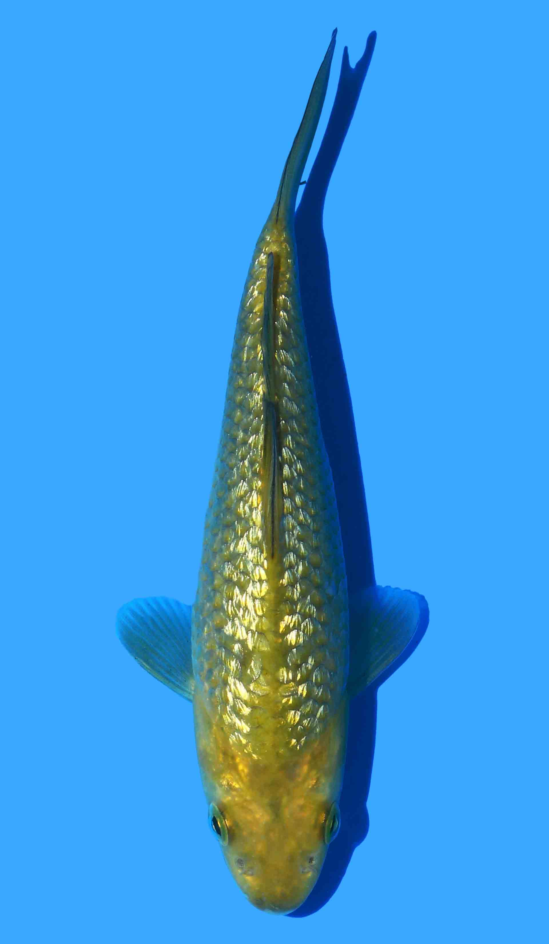 Gin Rin Chagoi from Yellow Monkey - JPN Koi Co.