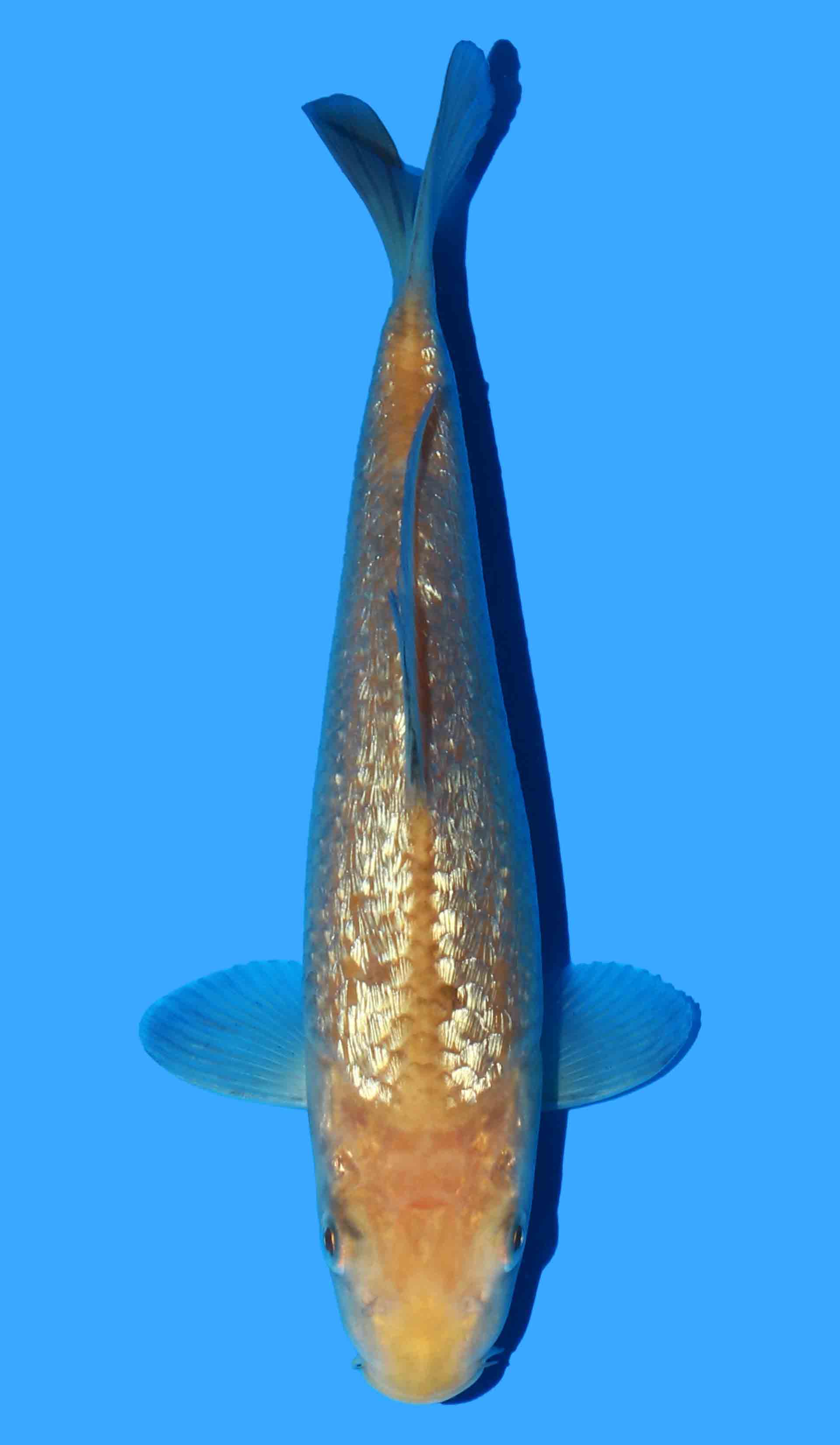 Gin Rin Karashigoi from Yellow Monkey - JPN Koi Co.