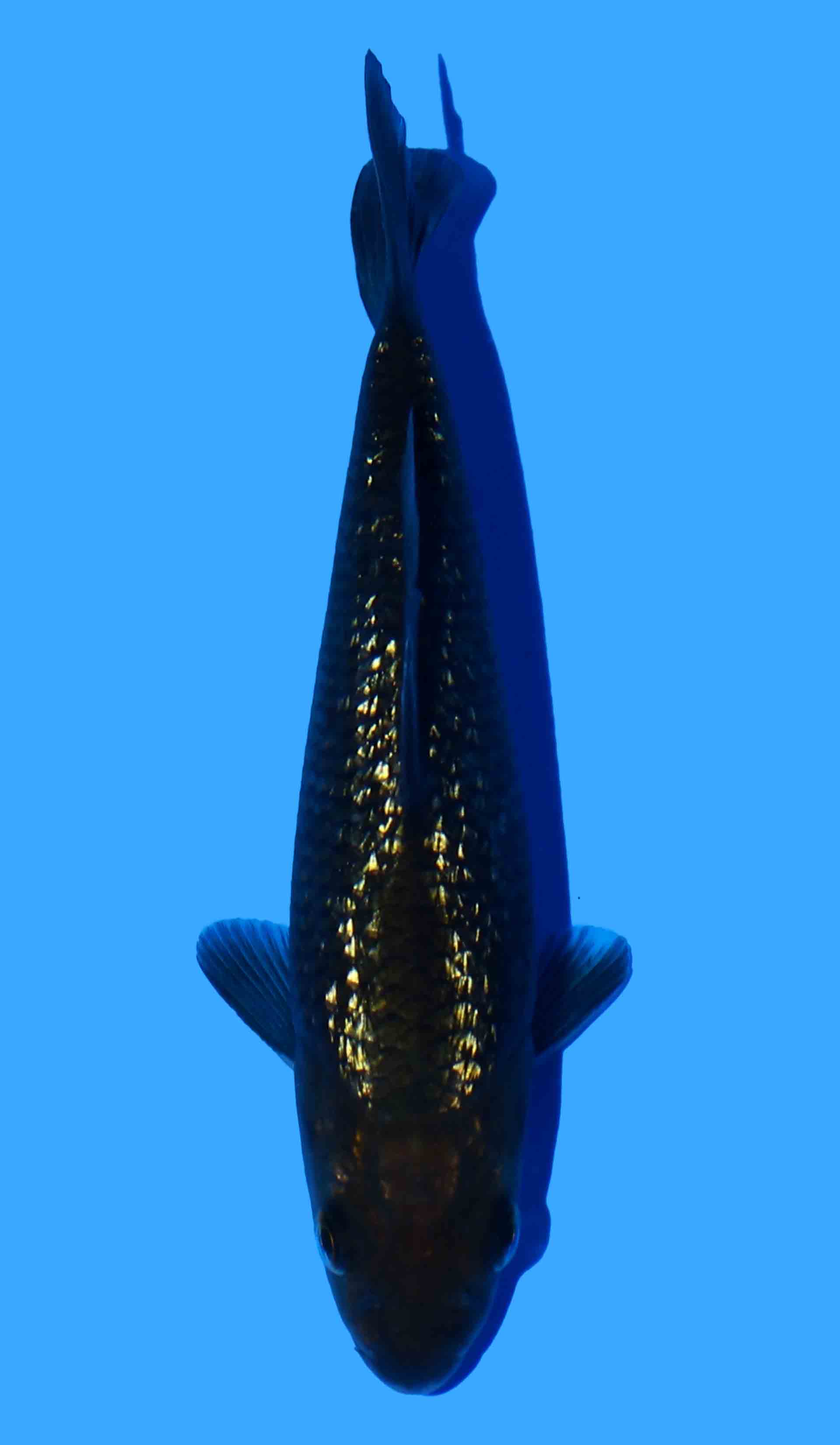 Gin Rin Kawari from Dainichi Yellow Monkey - JPN Koi Co.