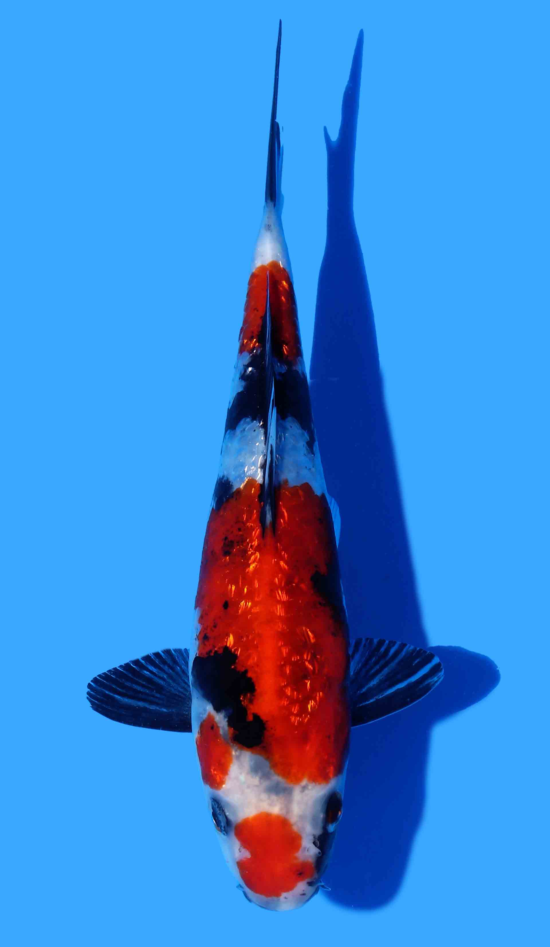 Gin Rin Showa - JPN Koi Co.