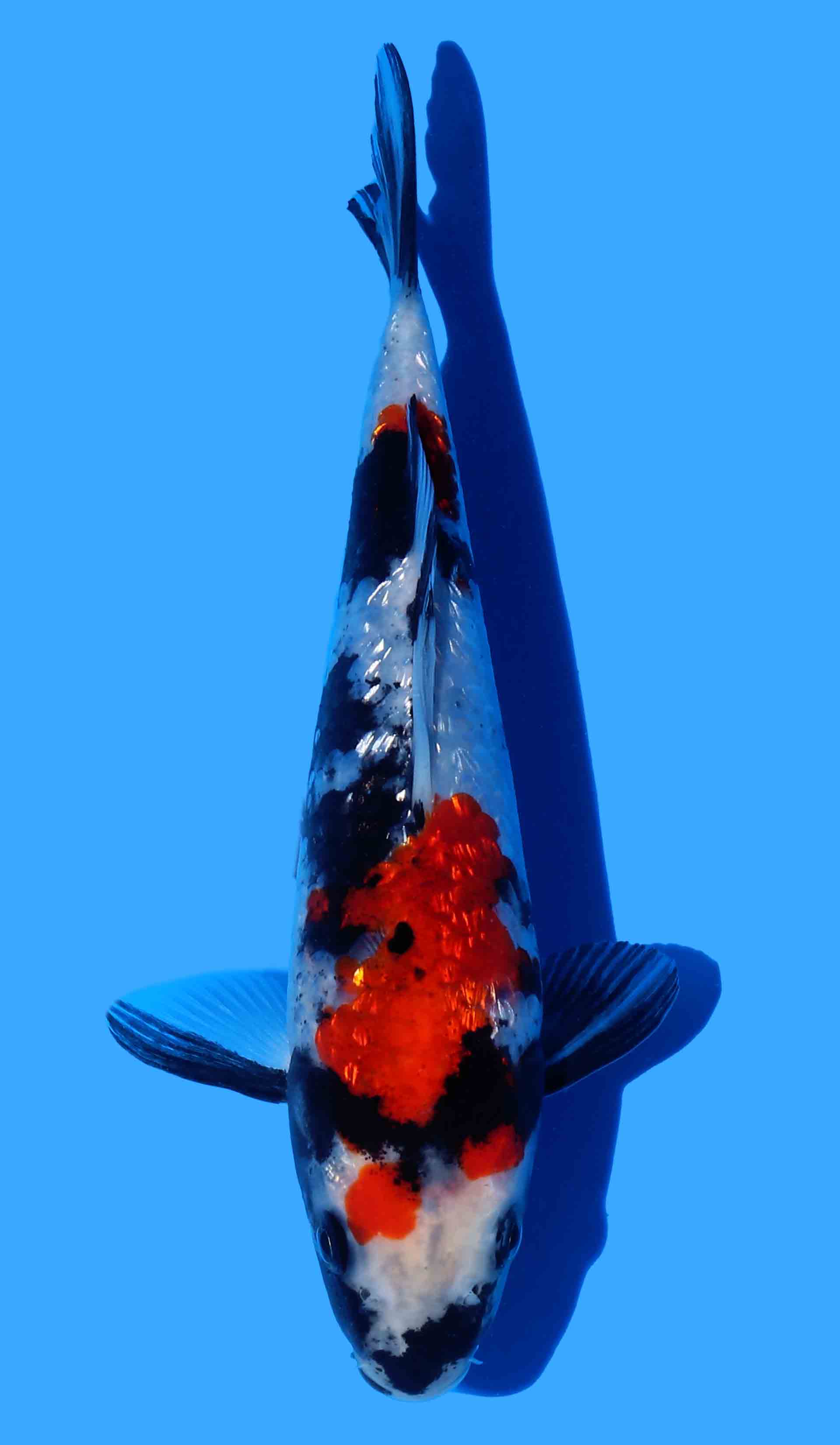 Gin Rin Showa - JPN Koi Co.